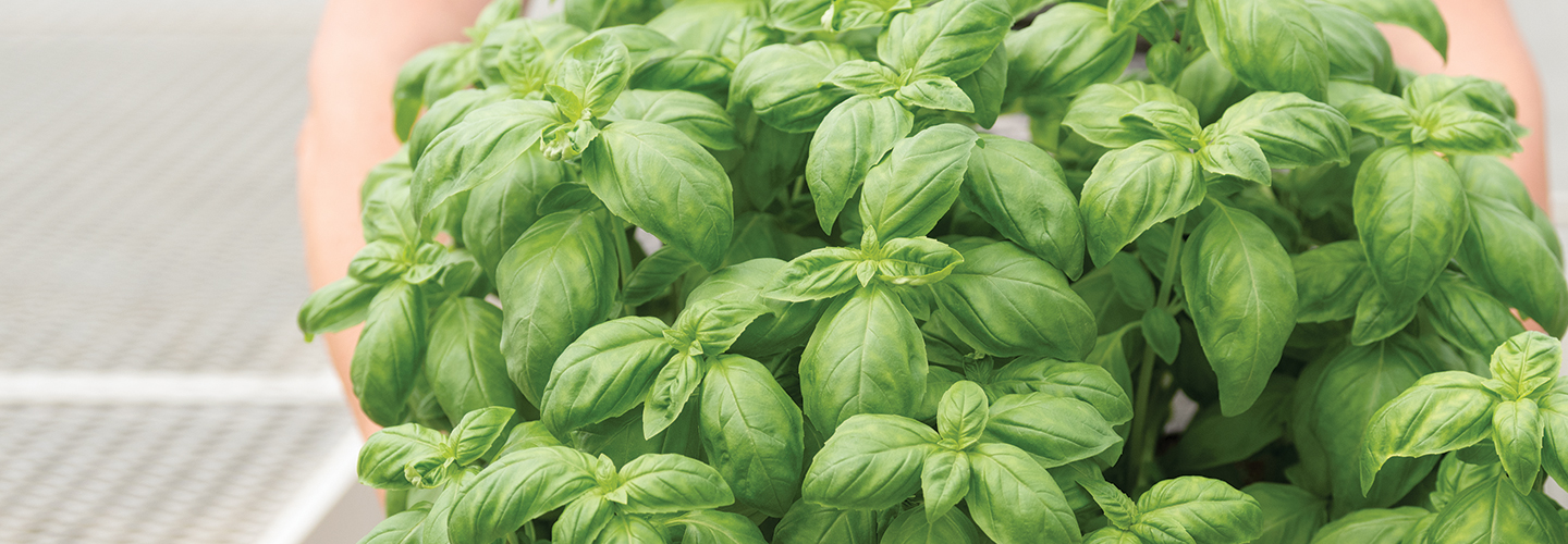Johnny’s Selected Seeds | Supporting Farms & Gardens Since 1973