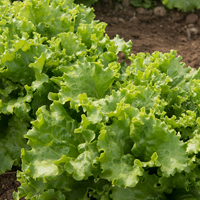 Johnny’s Selected Seeds | Supporting Farms & Gardens Since 1973