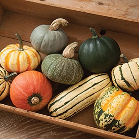 Squash Seeds - Organic & Heirloom Varieties | Johnny's Selected Seeds