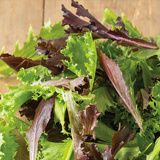 Romaine Lettuce Seeds - Organic Varieties | Johnny's Selected Seeds