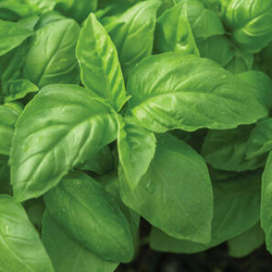 Everleaf Thai Towers - Basil Seed | Johnny's Selected Seeds