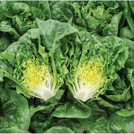 Allstar Gourmet Lettuce Mix - Lettuce Seeds | Johnny's Selected Seeds