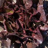 Flashback Mix - Organic Calendula Seed | Johnny's Selected Seeds