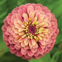 Zinnia Seeds - Unique Varieties | Johnny's Selected Seeds