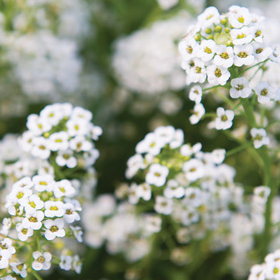 Key Growing Information Index | Crop-by-Crop Planting Essentials ...