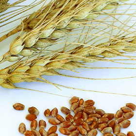 Farm Seed Key Growing Information Index | Crop-by-Crop Planting ...