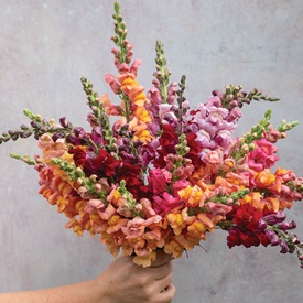 Potomac Appleblossom - Snapdragon Seed | Johnny's Selected Seeds