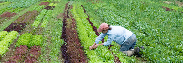 Succession-Planting Principles & Methods | Johnny's Selected Seeds