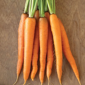 Carrot Seeds - Organic Varieties | Johnny's Selected Seeds