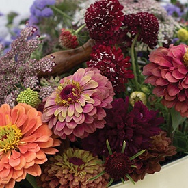 Growing Clarkia: How to Plant, Grow & Harvest for Cut Flowers