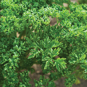 Herb Key Growing Information Index | Crop-by-Crop Planting Essentials ...