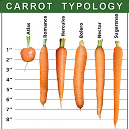 Storage Carrot Seeds | Johnny's Selected Seeds