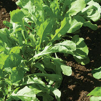 Arugula Seeds (Roquette) - Organic Varieties | Johnny's Selected Seeds