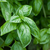Nufar - Organic Basil Seed | Johnny's Selected Seeds