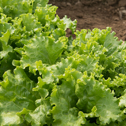 Salanova® Seeds - Hydroponic Lettuce | Johnny's Selected Seeds