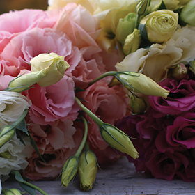 Key Growing Information Index | Crop-by-Crop Planting Essentials ...