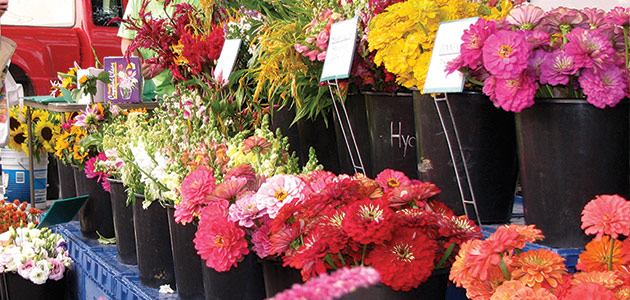 Succession-Planting Chart for Flowers | Johnny's Selected Seeds