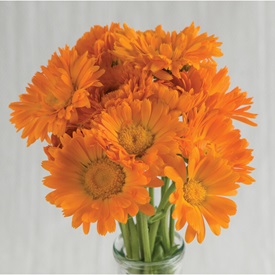 Calendula Seeds - Organic Varieties | Johnny's Selected Seeds