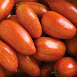 Dunja - Organic (F1) Zucchini Squash Seed | Johnny's Selected Seeds