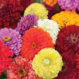 Zinnia Seeds - Unique Varieties | Johnny's Selected Seeds