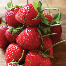Strawberry Seeds & Strawberry Plants | Johnny's Selected Seeds