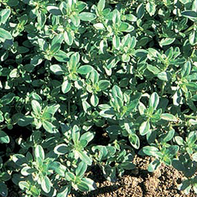 Key Growing Information Index | Crop-by-Crop Planting Essentials ...