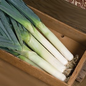 Leek Varieties | Planting/Harvesting Program Comparison Chart | Johnny ...