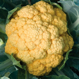 Lavender (F1) - Purple Cauliflower Seeds | Johnny's Selected Seeds