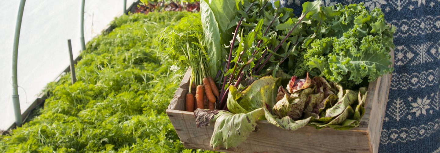 Johnny’s Selected Seeds | Supporting Farms & Gardens Since 1973