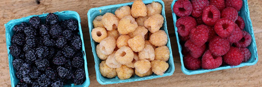 Raspberry Planting/Harvesting Program Comparison Chart | Johnny's ...