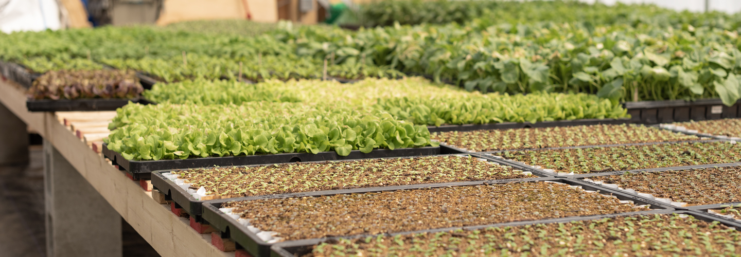 Johnny’s Selected Seeds | Supporting Farms & Gardens Since 1973