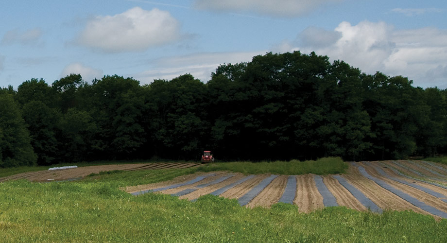 Planning & Plotting Your Market (or Backyard) Garden | An Intro to ...
