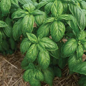 Basil Seeds - Organic Varieties | Johnny's Selected Seeds
